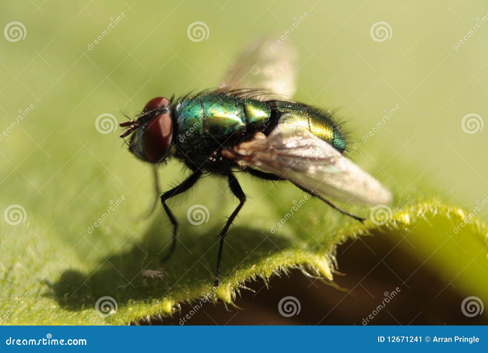Resting fly stock image. Image of leaves, life, insect - 12671241