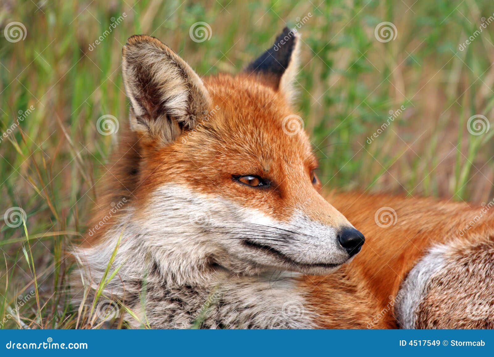 Resting Fox stock image. Image of rest, wildlife, orange - 4517549