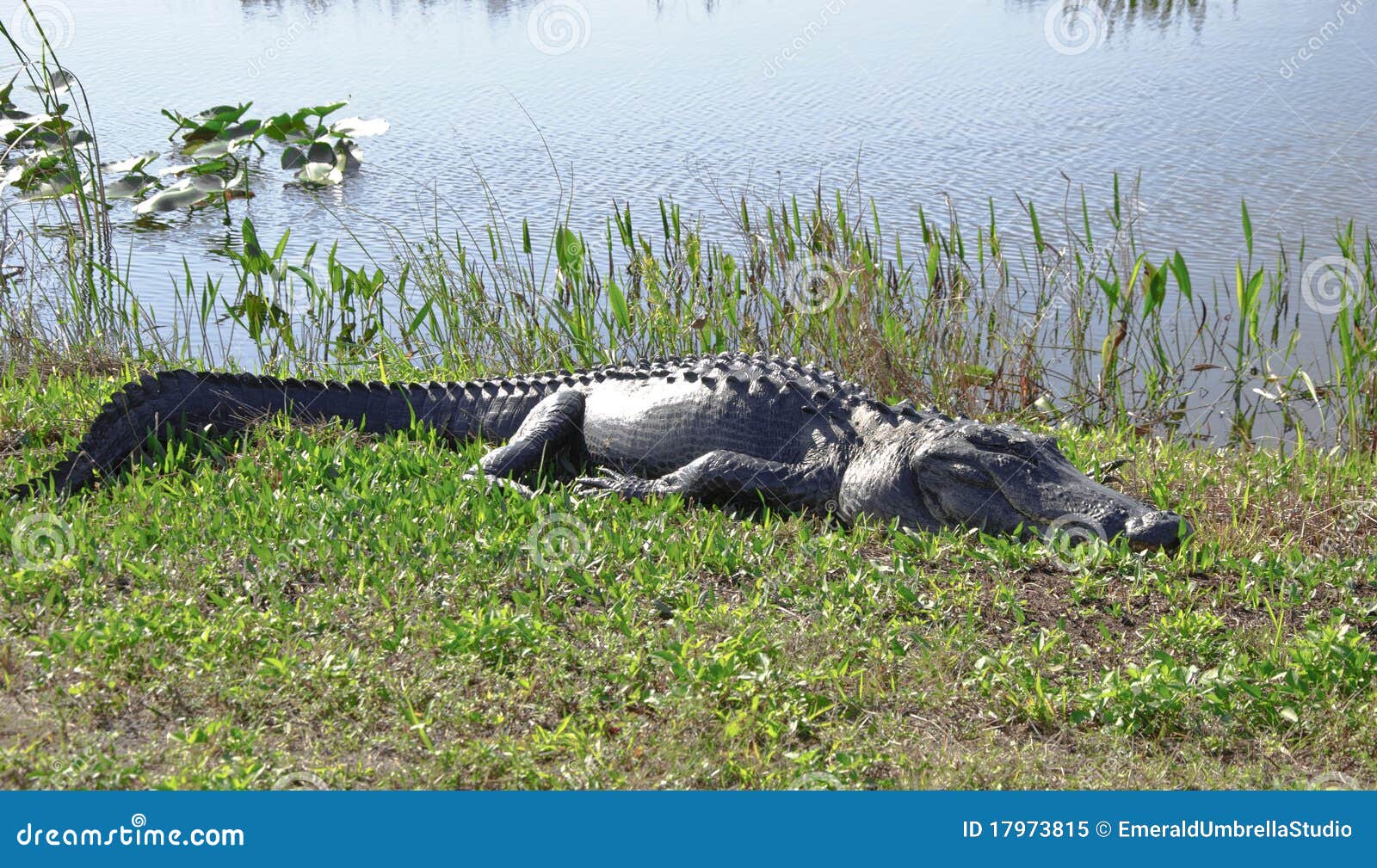 Resting Gator stock image. Image of grassy, animals, grass - 17973815