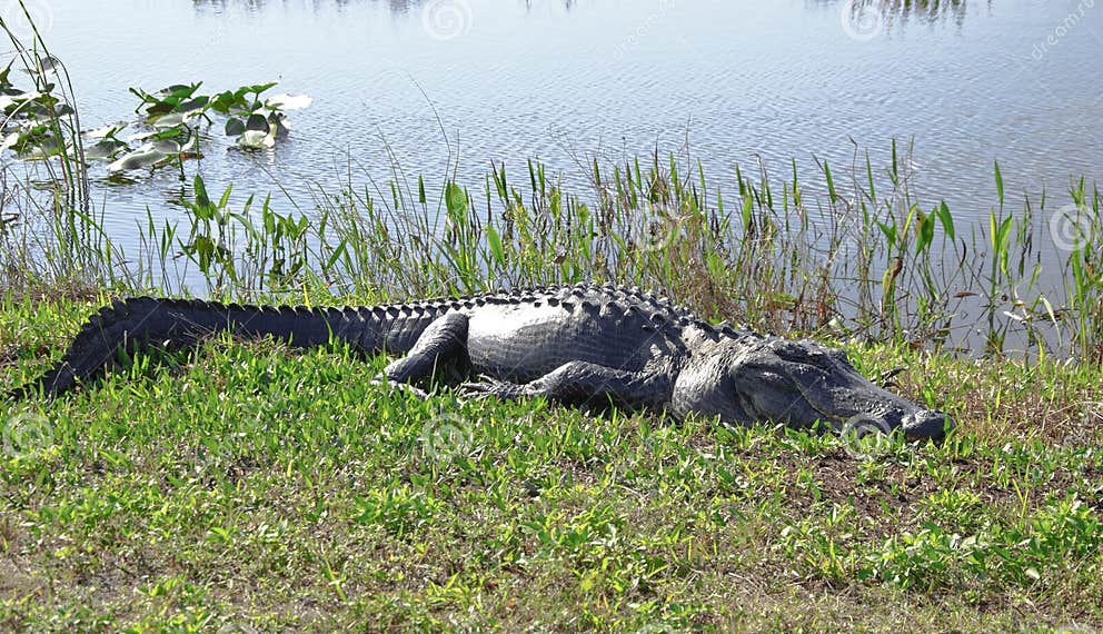 Resting Gator stock image. Image of grassy, animals, grass - 17973815