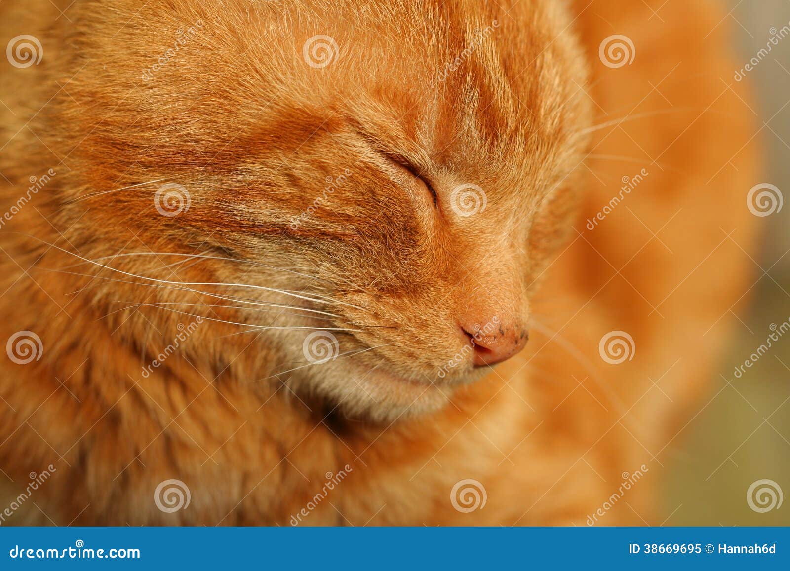 Resting Ginger Cat stock image. Image of napping, restful - 38669695