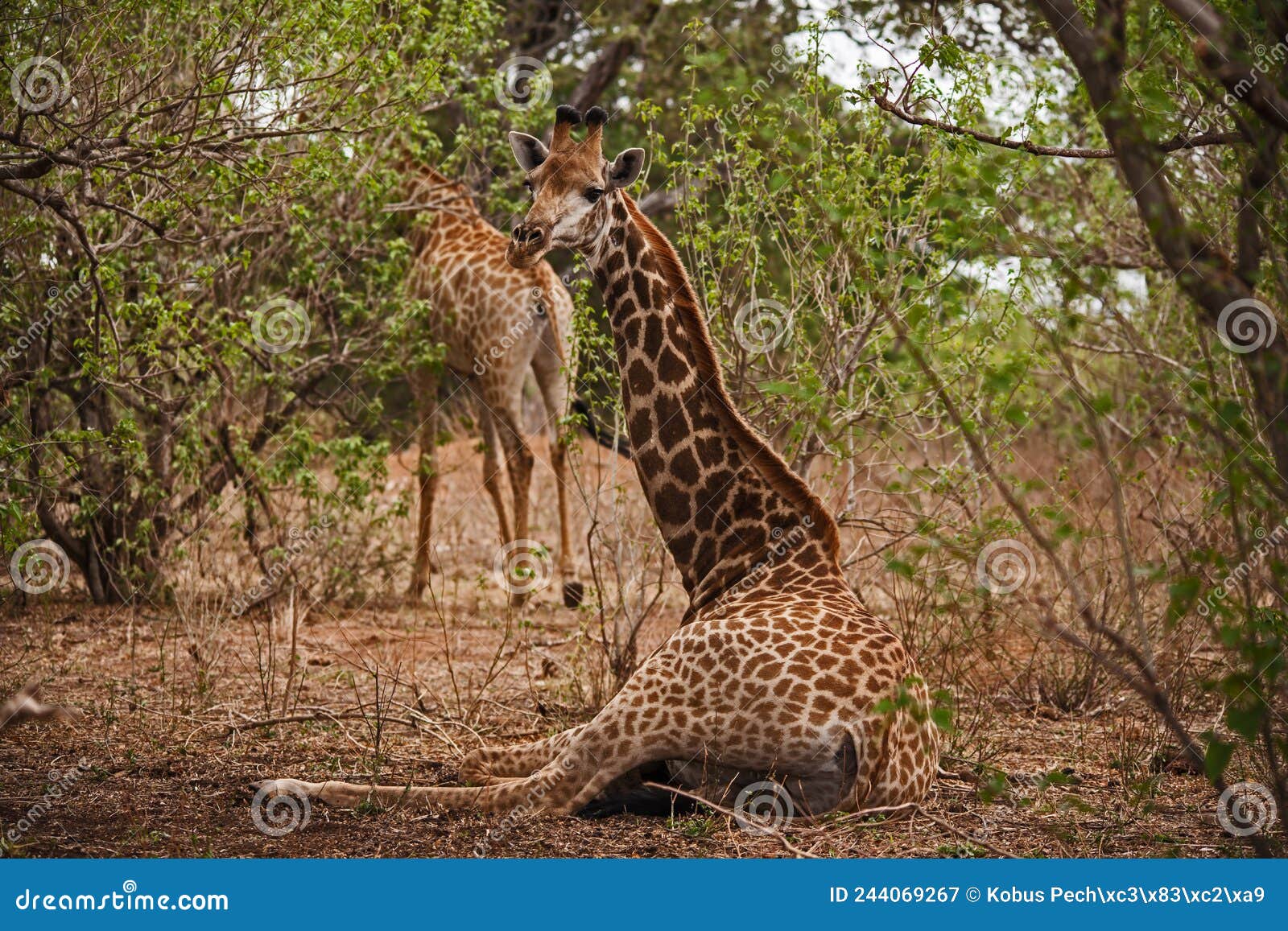 Resting Giraffe 15075 stock image. Image of giraffa - 244069267