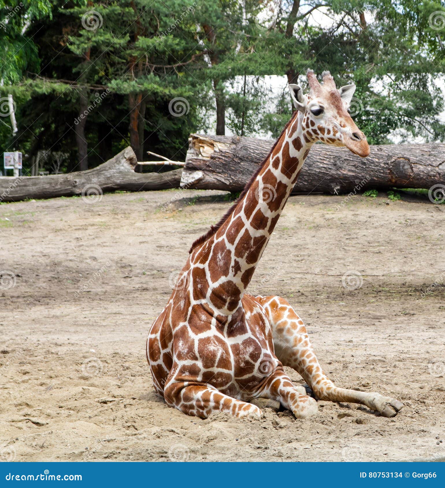 Resting giraffe stock photo. Image of southern, safari - 80753134