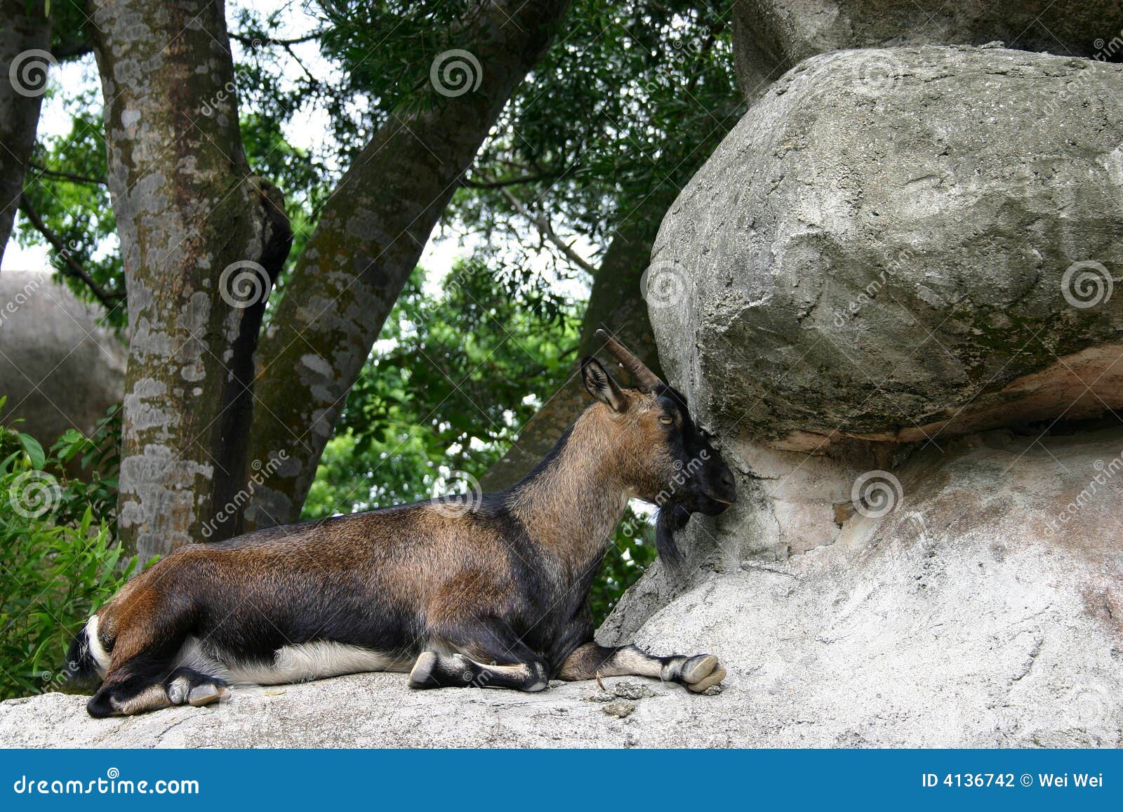 Resting goat stock photo. Image of stones, single, rest - 4136742