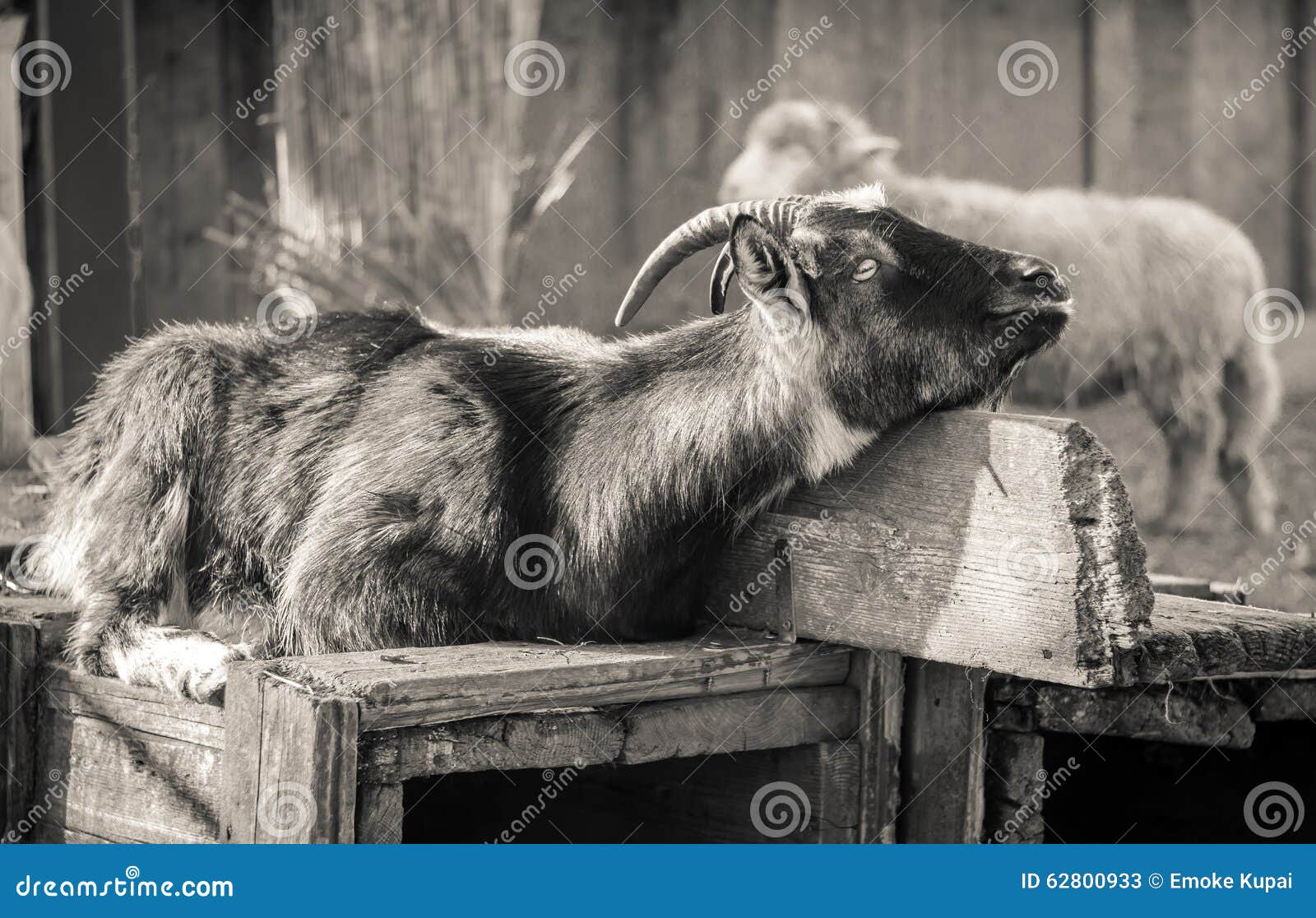 Resting Goat stock image. Image of animal, white, horned - 62800933