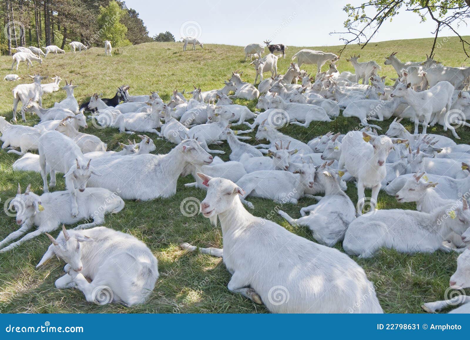 Resting Goats stock image. Image of grass, summer, colour - 22798631