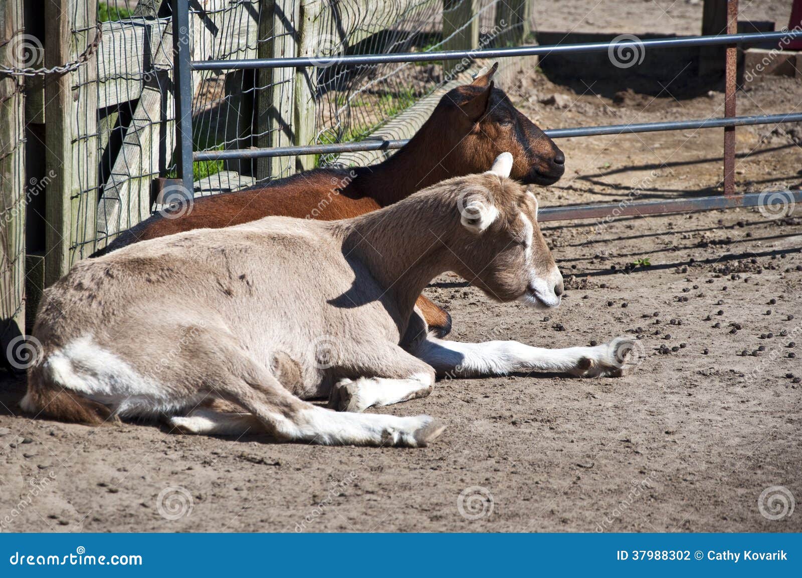 Resting Goats stock photo. Image of hooves, goats, brown - 37988302