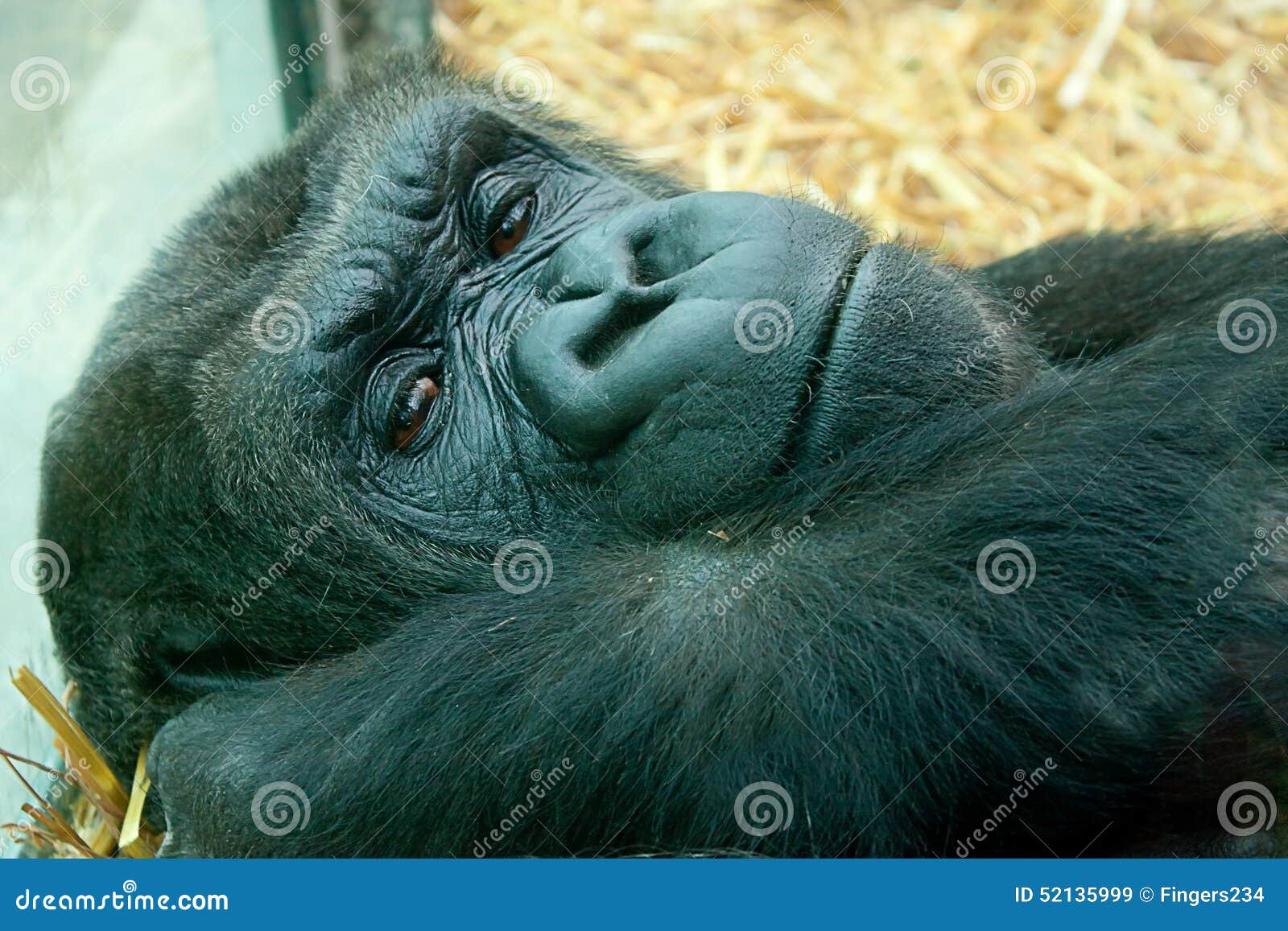 Resting gorilla stock image. Image of endangered, fauna - 52135999