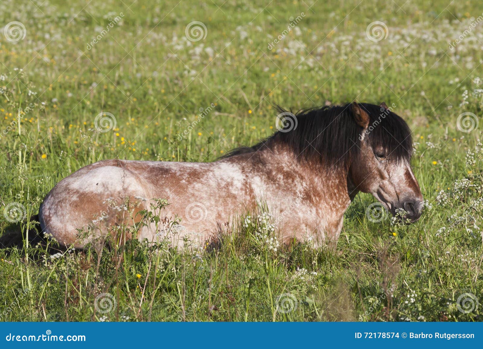 Resting stock photo. Image of rest, breed, gotland, pasture - 72178574