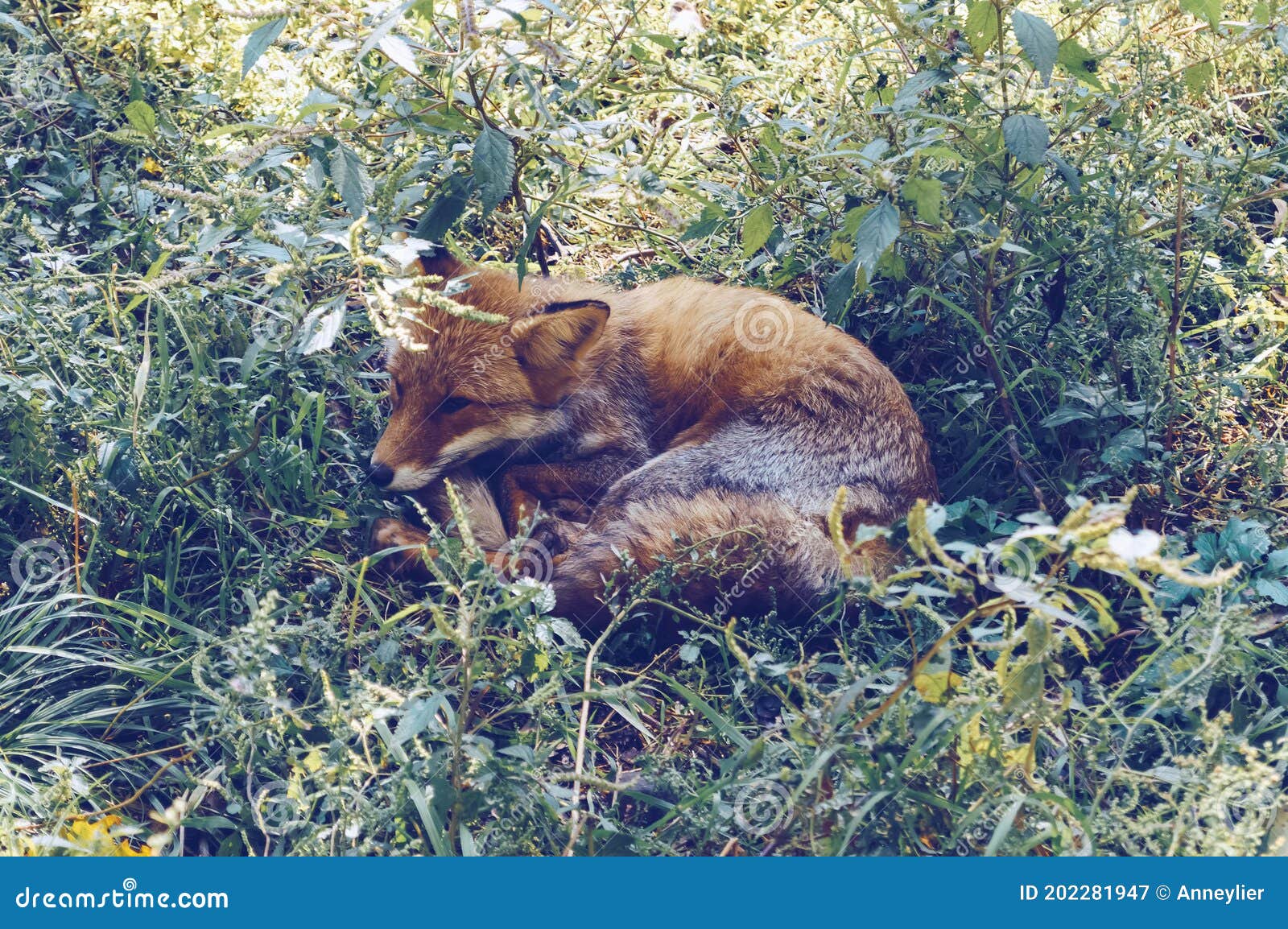 Resting on the Grass Red Fox Stock Image - Image of forest, beautiful ...
