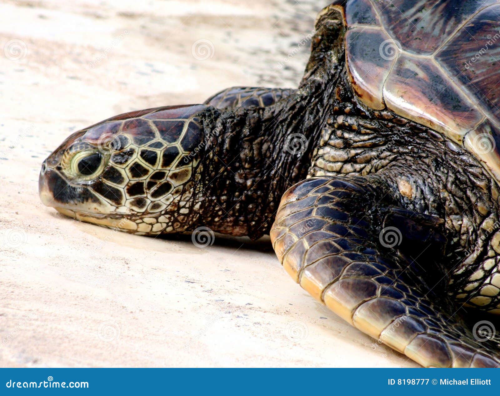 Resting Green Sea Turtle stock image. Image of portrait - 8198777