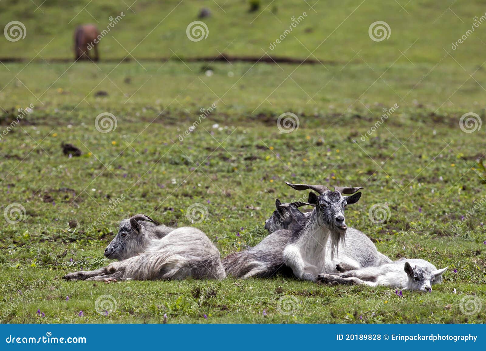 Resting Grey Goats stock photo. Image of yunnan, goat - 20189828
