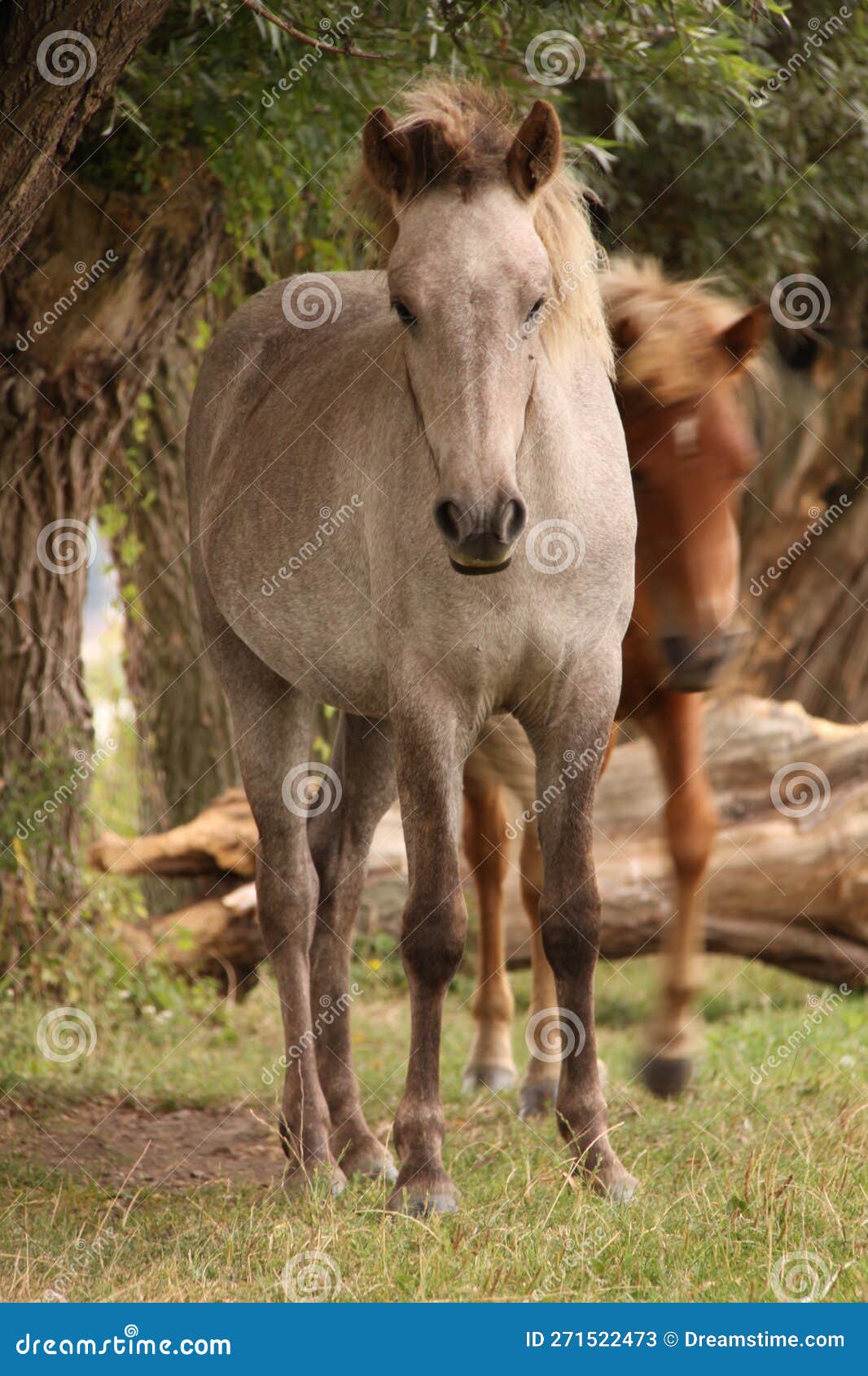 Resting Horse Under a Tree. Stock Image - Image of grass, horse: 271522473