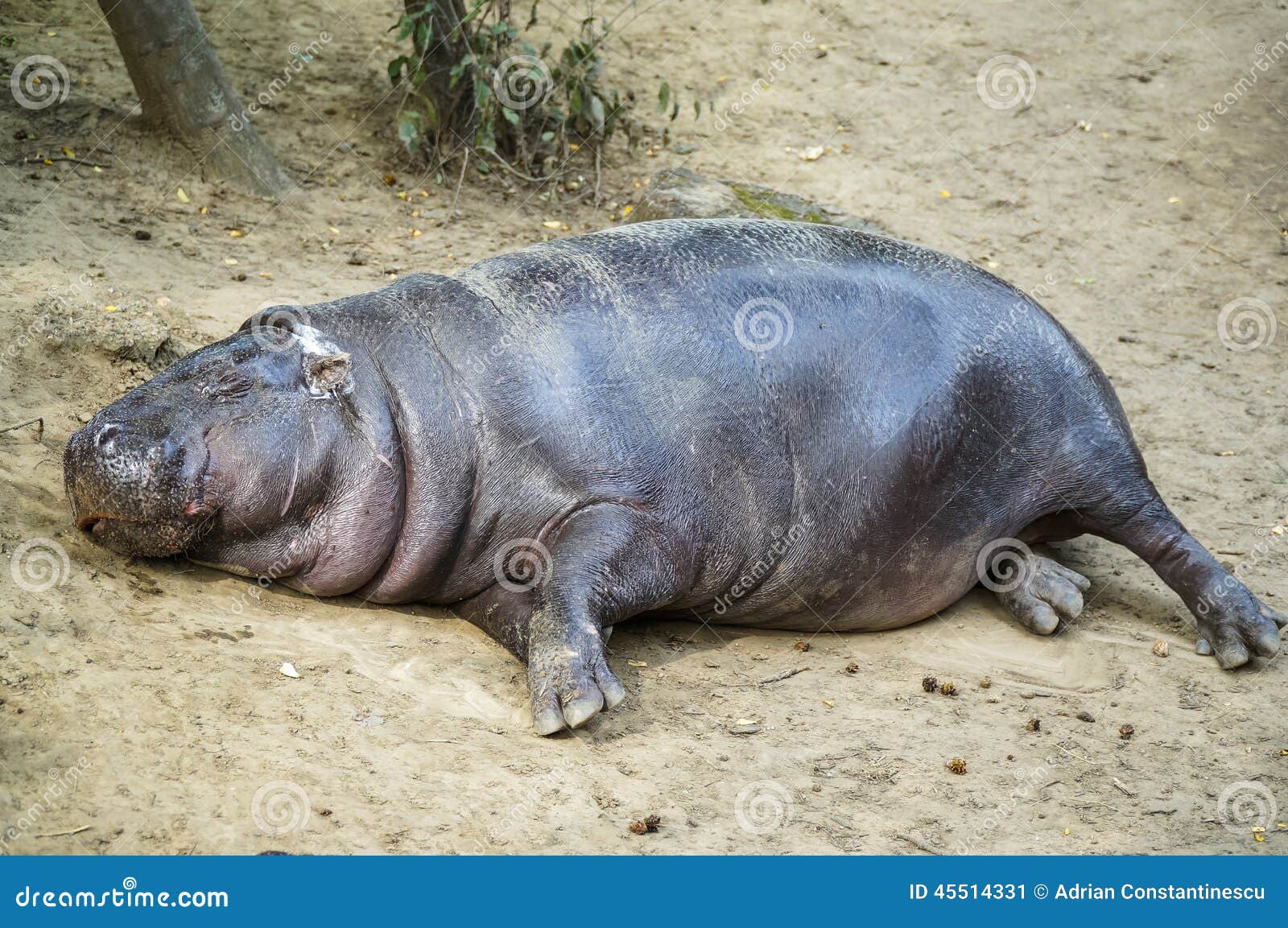 Resting hippo stock image. Image of dangerous, amphibius - 45514331