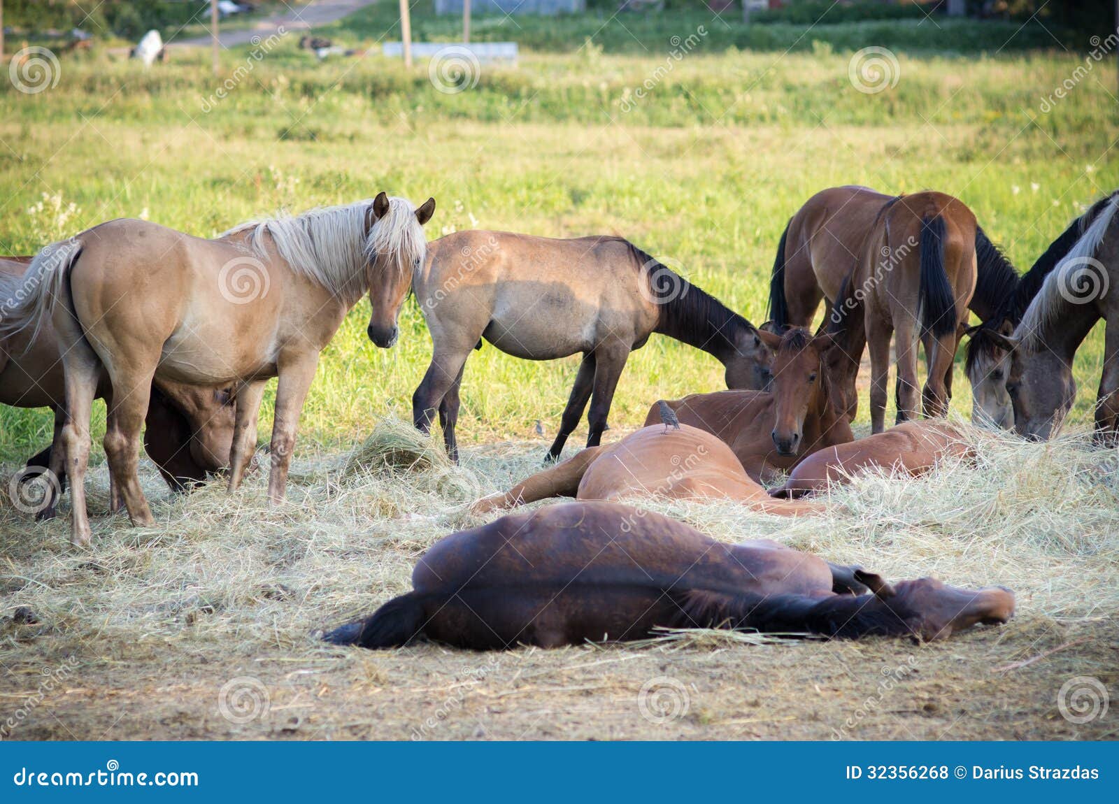 Resting horses stock photo. Image of partners, horses - 32356268