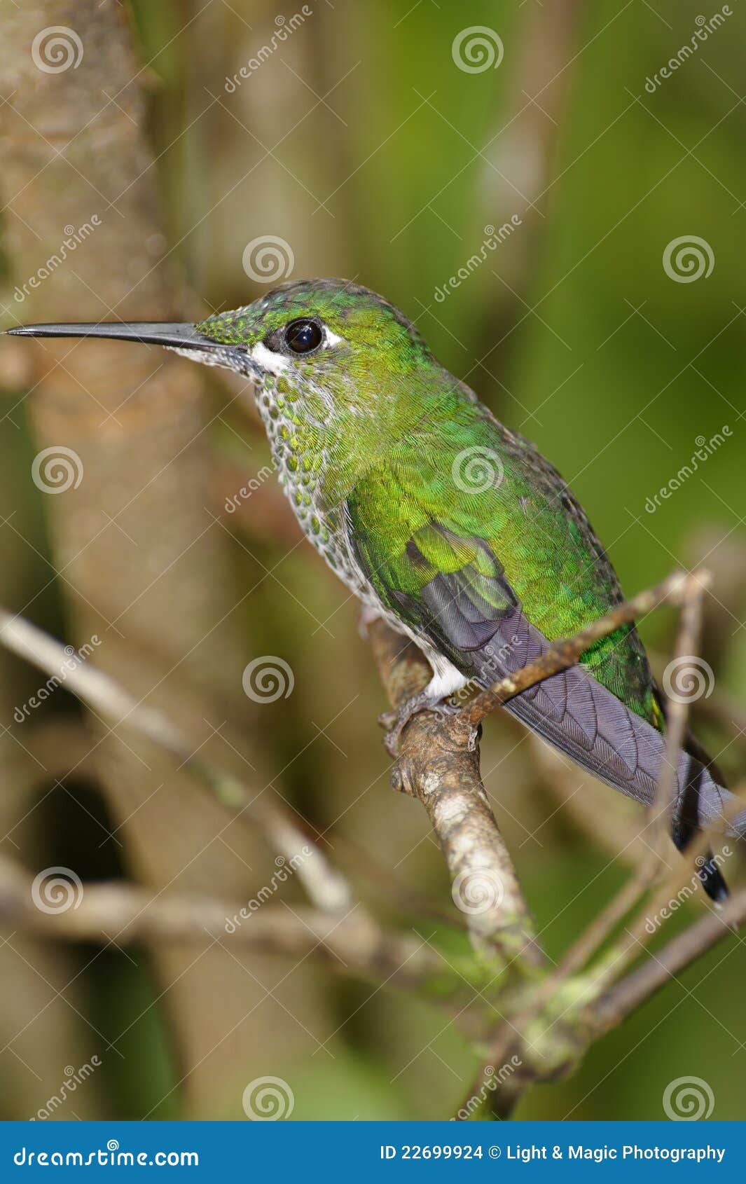 Resting Hummingbird stock photo. Image of little, fast - 22699924