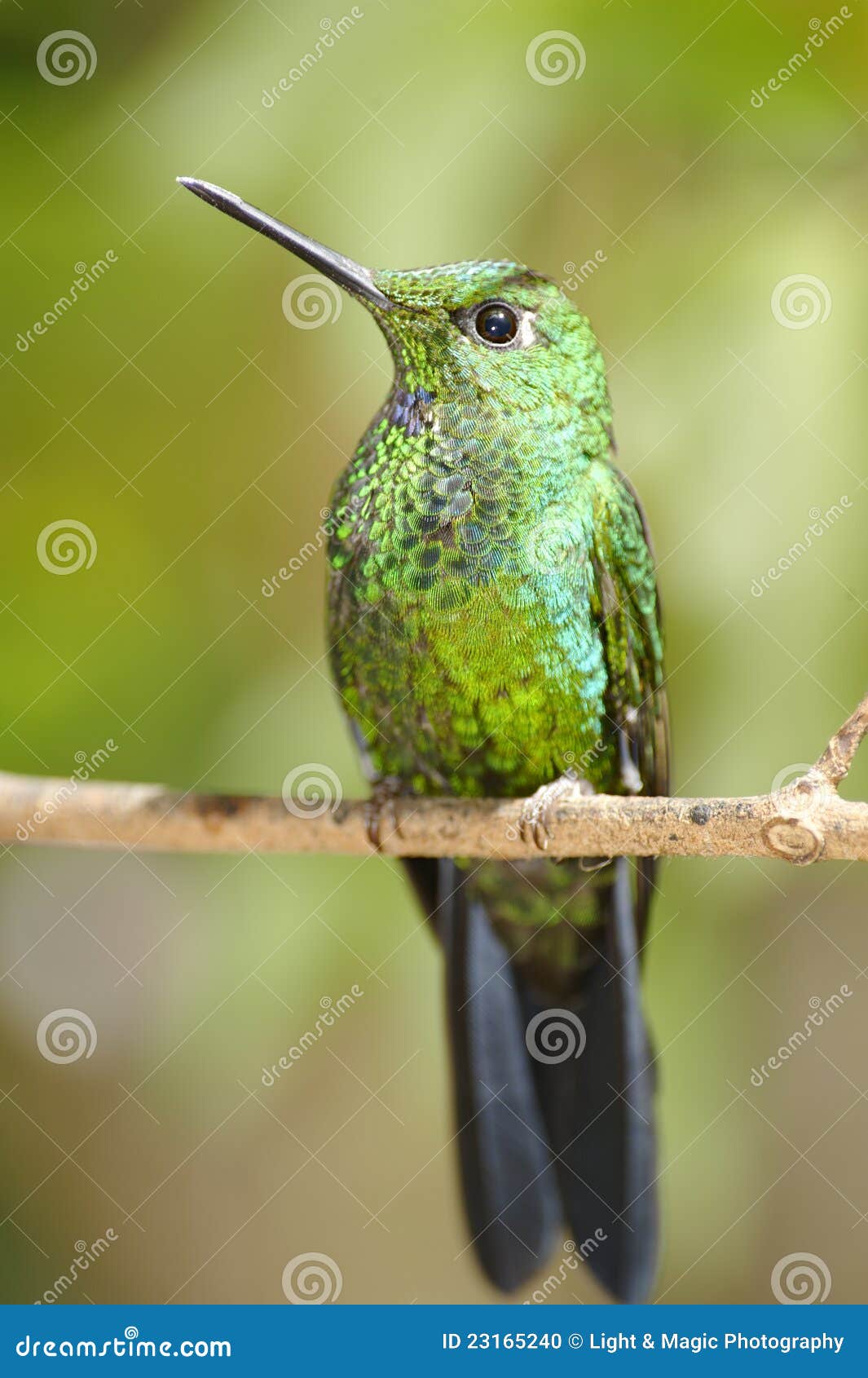 Resting Hummingbird stock photo. Image of energetic, bird - 23165240