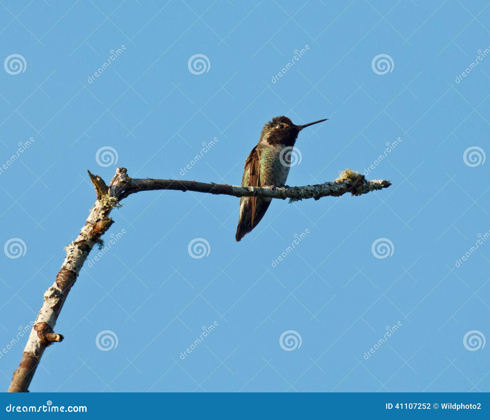 Resting Hummingbird stock photo. Image of birdwatching - 41107252