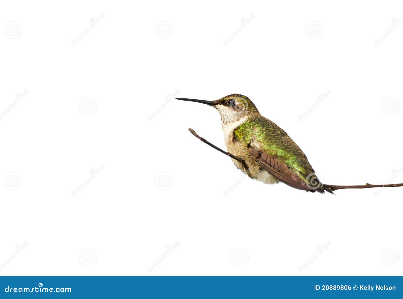 Resting Hummingbird, Isolated. Stock Photo - Image of bird, white: 20889806