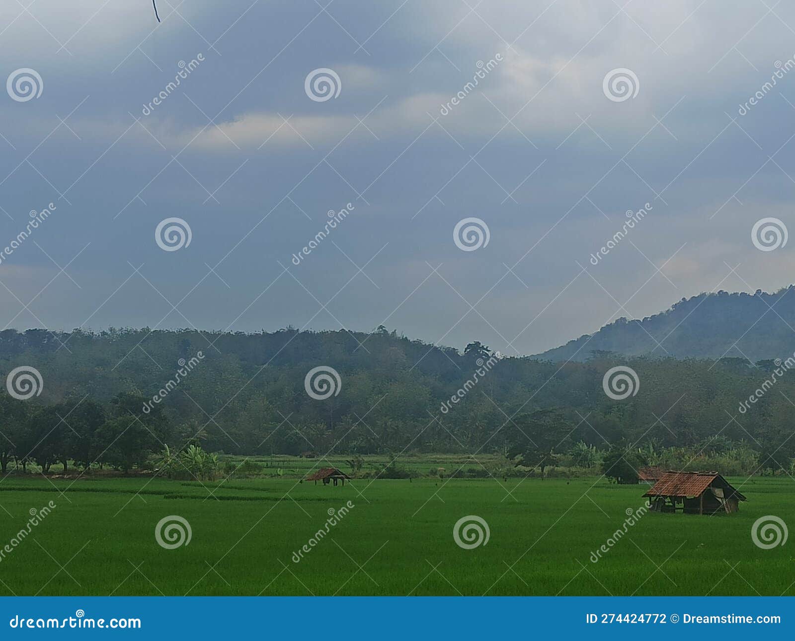 Resting Huts of Farmers in the Rice Field Stock Photo - Image of field ...