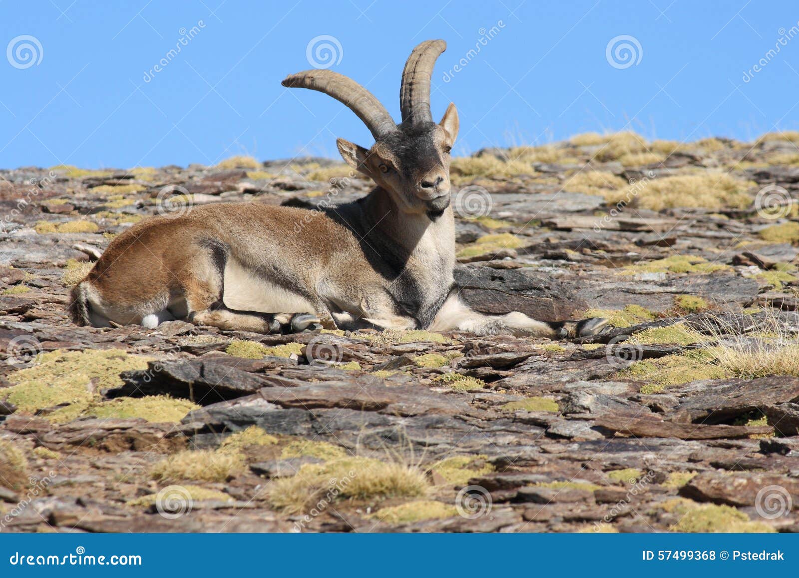 Resting Iberian Ibex stock photo. Image of hooves, basking - 57499368