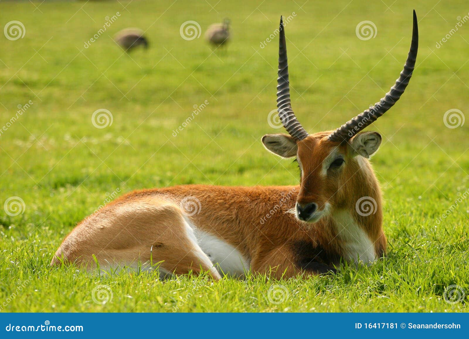 Antelope Sleep Stock Photos - Free & Royalty-Free Stock Photos from ...