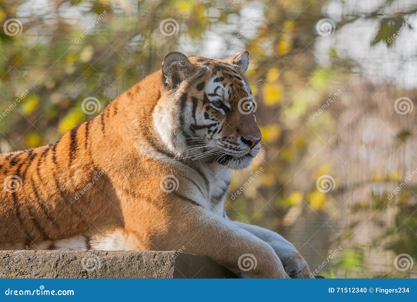 Resting Indian Tiger stock photo. Image of fauna, indian - 71512340