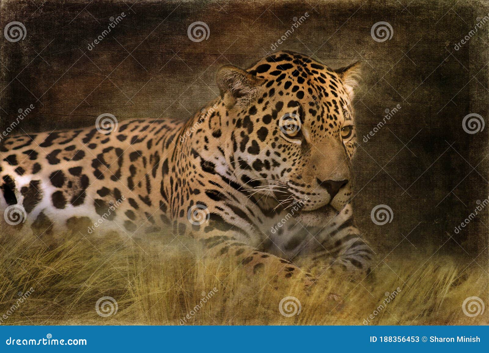 Resting Jaguar stock image. Image of predator, patagonia - 188356453