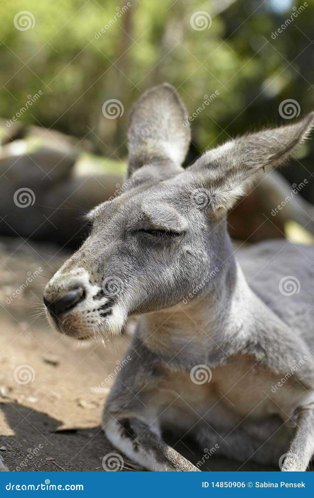 Resting Kangaroo stock photo. Image of mammal, protection - 14850906