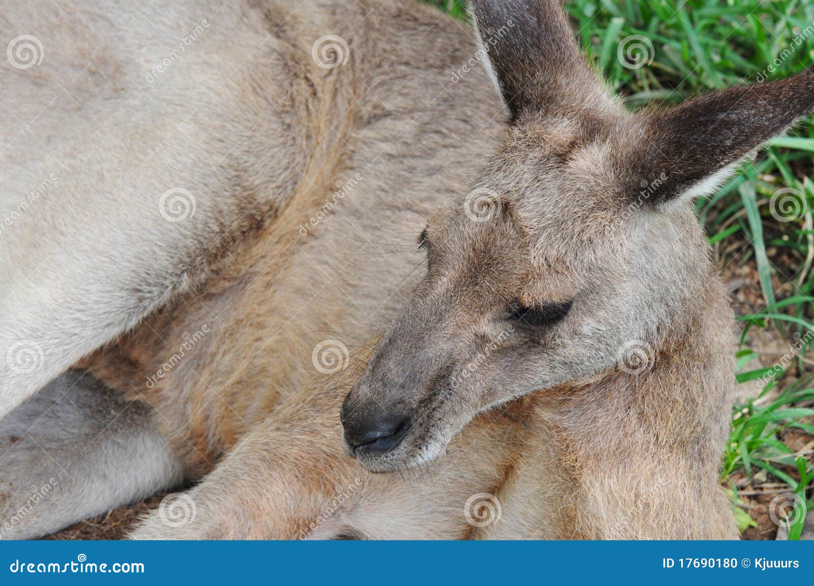 A Resting Kangaroo stock photo. Image of grass, wildlife - 17690180
