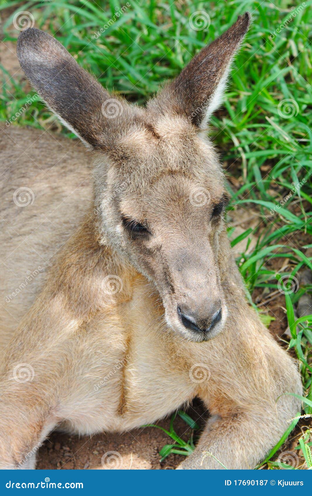 A Resting Kangaroo stock image. Image of lying, marsupial - 17690187