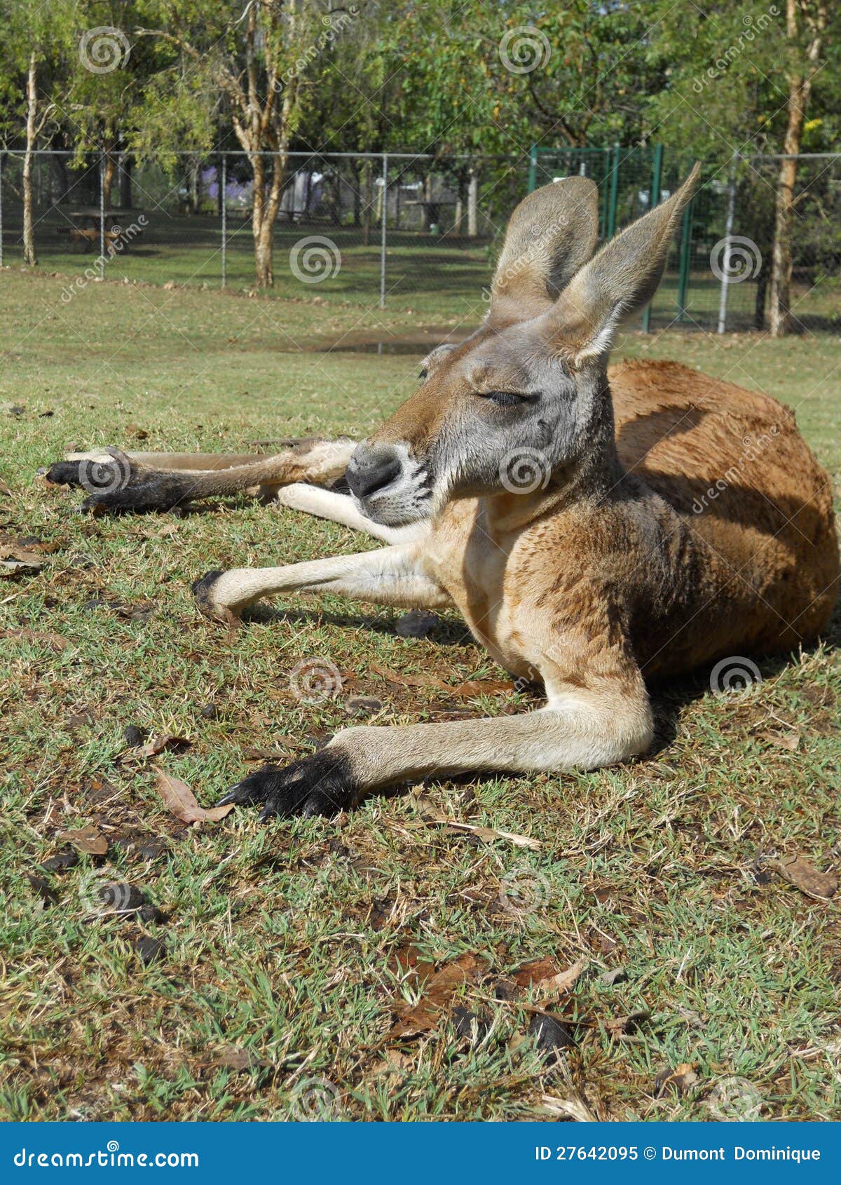 Resting kangaroo stock image. Image of australia, fauna - 27642095