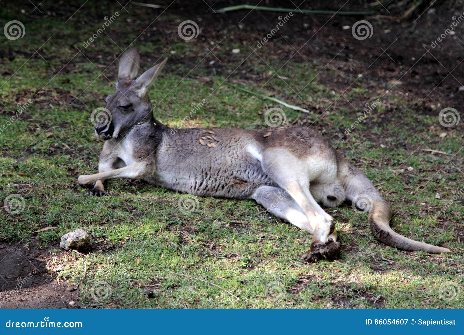 Resting kangaroo stock image. Image of naturepark, paws - 86054607