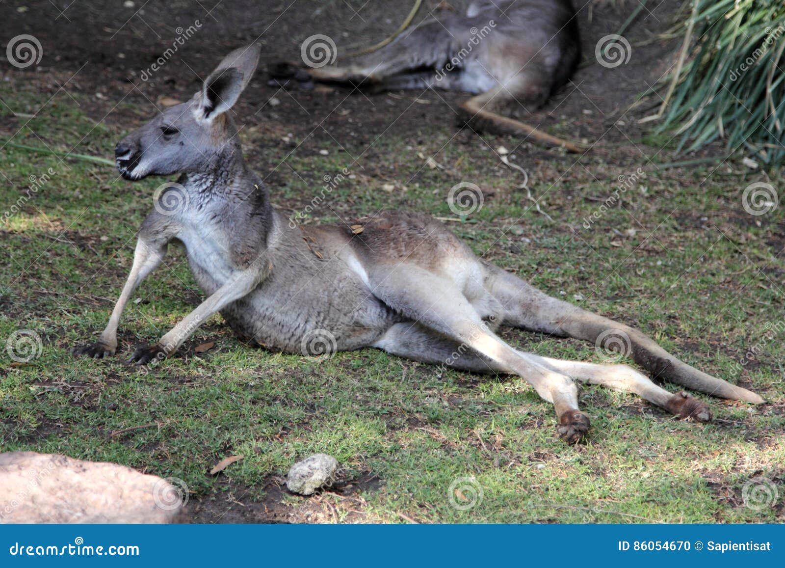 Resting kangaroo stock photo. Image of looking, grey - 86054670