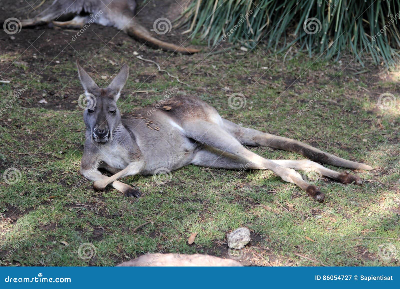 Resting kangaroo stock image. Image of looking, wild - 86054727