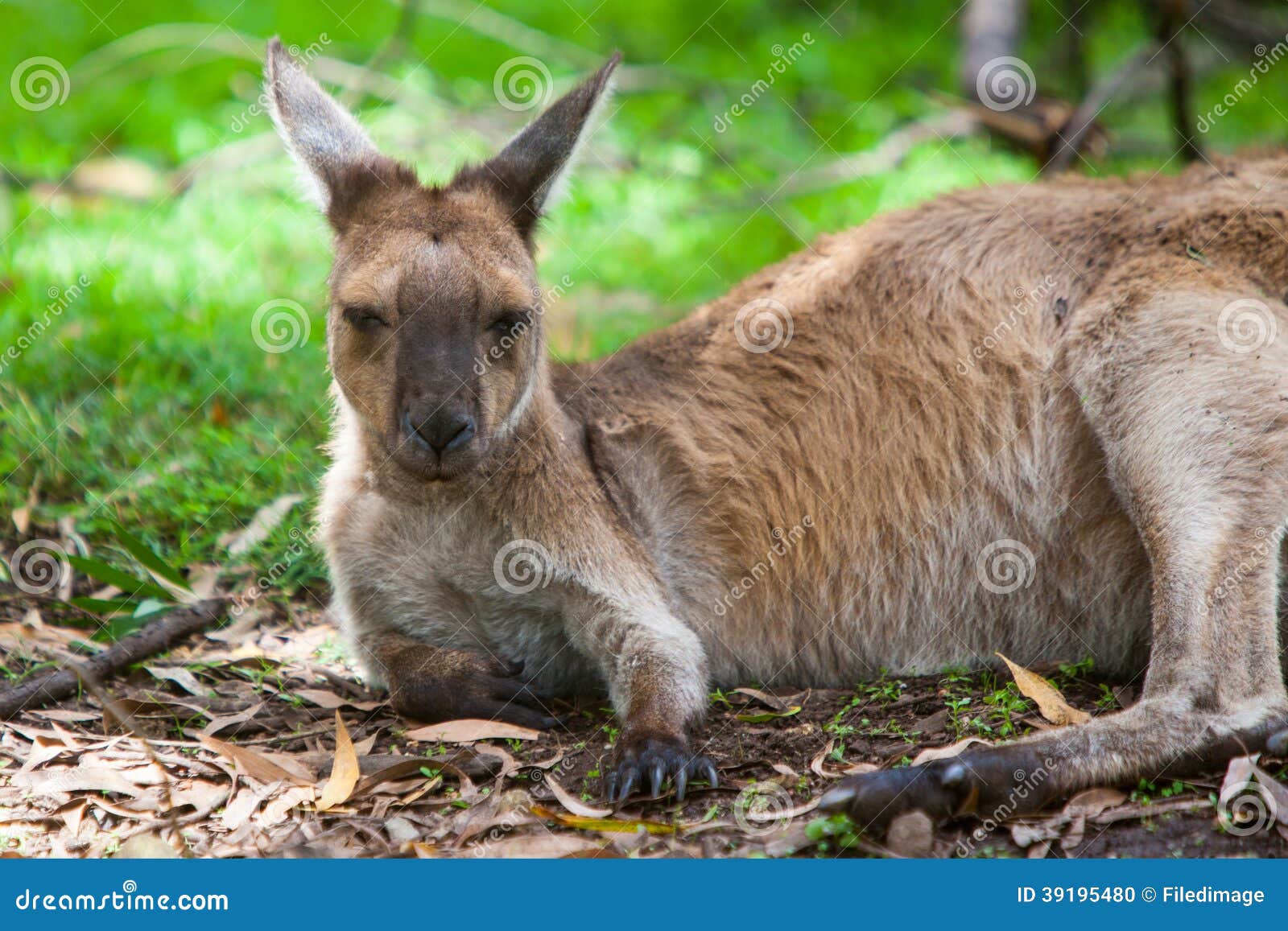 Resting Kangaroo stock photo. Image of animal, brown - 39195480