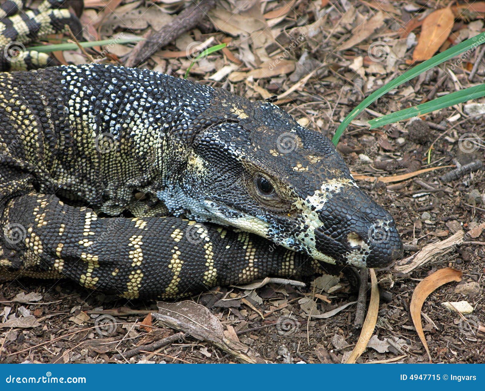 Resting Lace Goanna stock image. Image of varanus, reptile - 4947715
