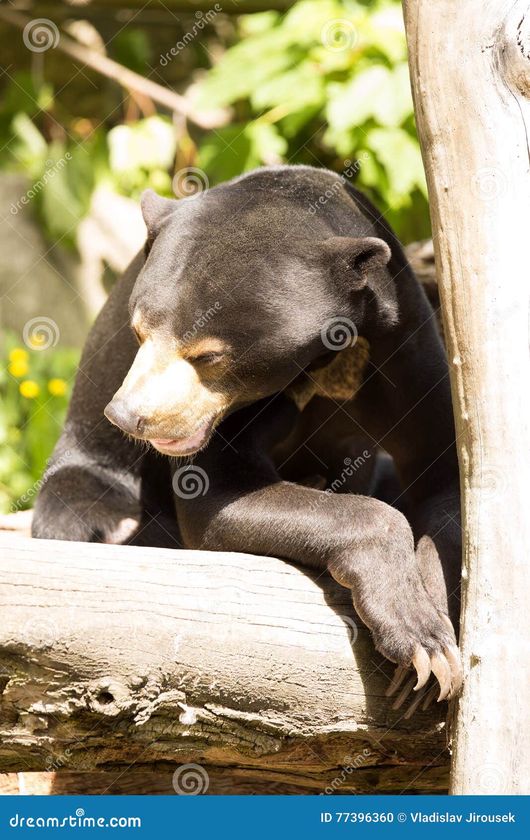 Resting, with Large Claws, Malayan Sun Bear, Helarctos Malayanus Stock ...