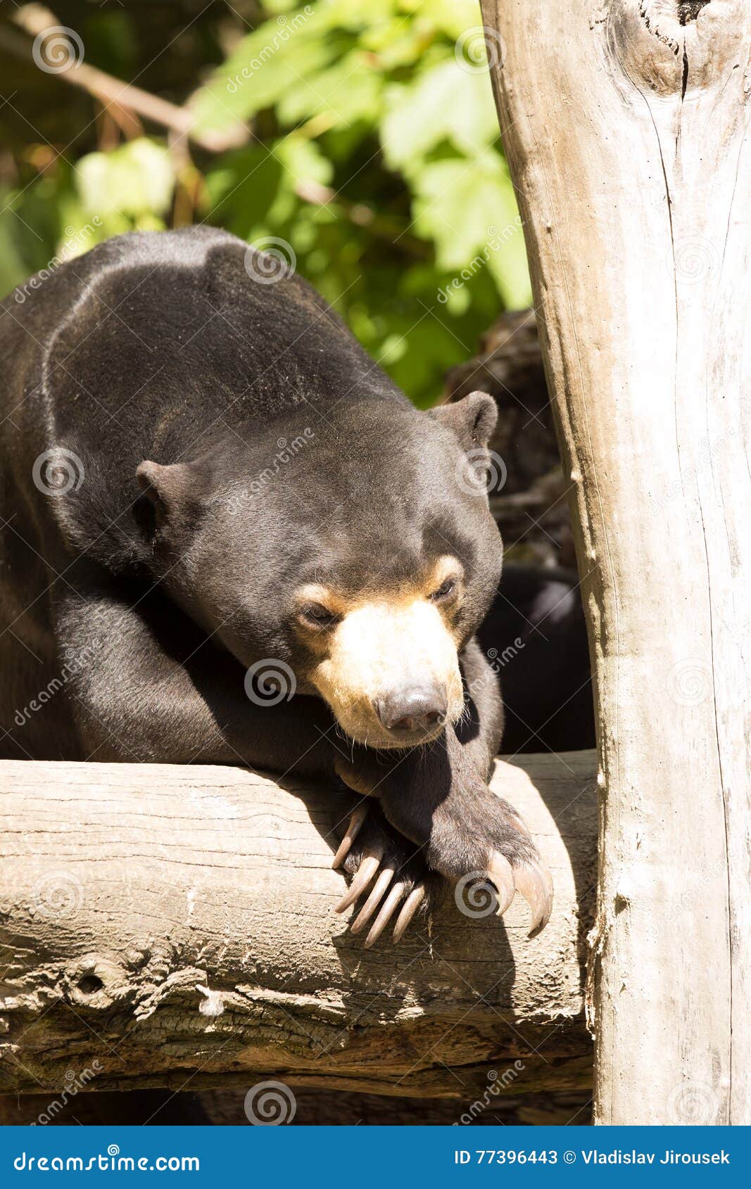 Resting, with Large Claws, Malayan Sun Bear, Helarctos Malayanus Stock ...