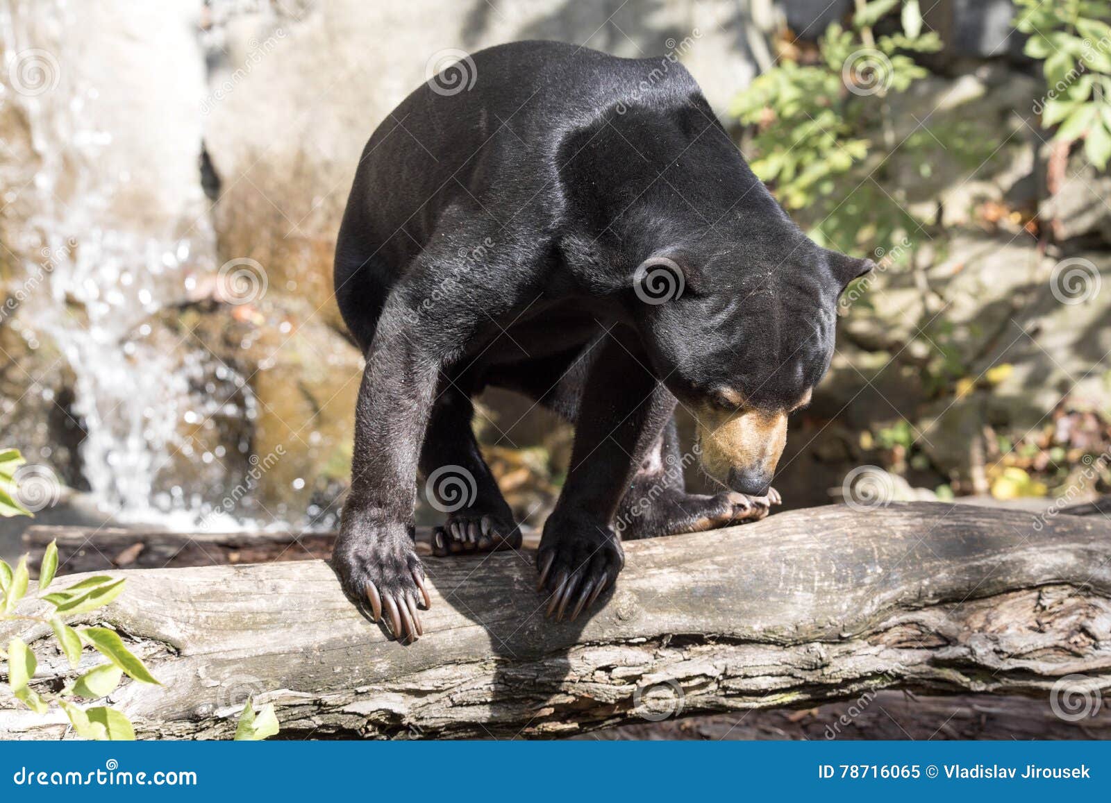 Resting, with Large Claws, Malayan Sun Bear, Helarctos Malayanus Stock ...
