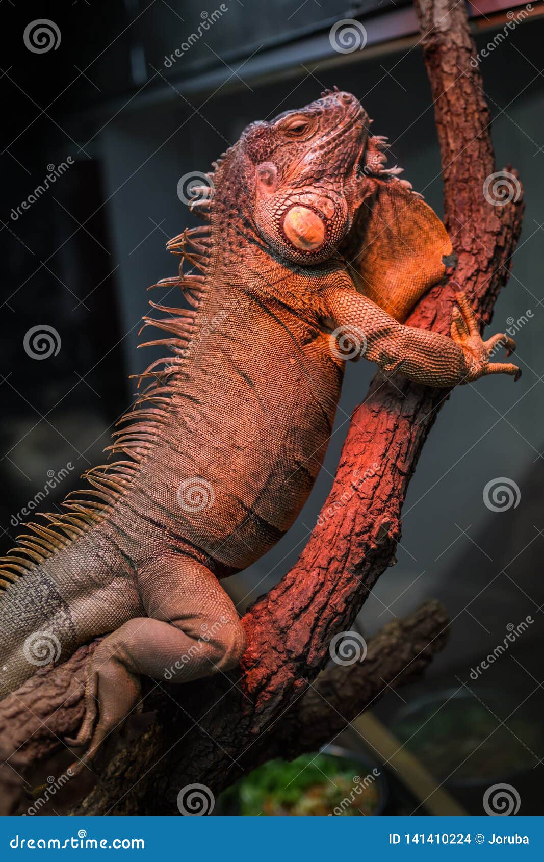 Leguan in terrarium stock photo. Image of tropical, skin - 141410224