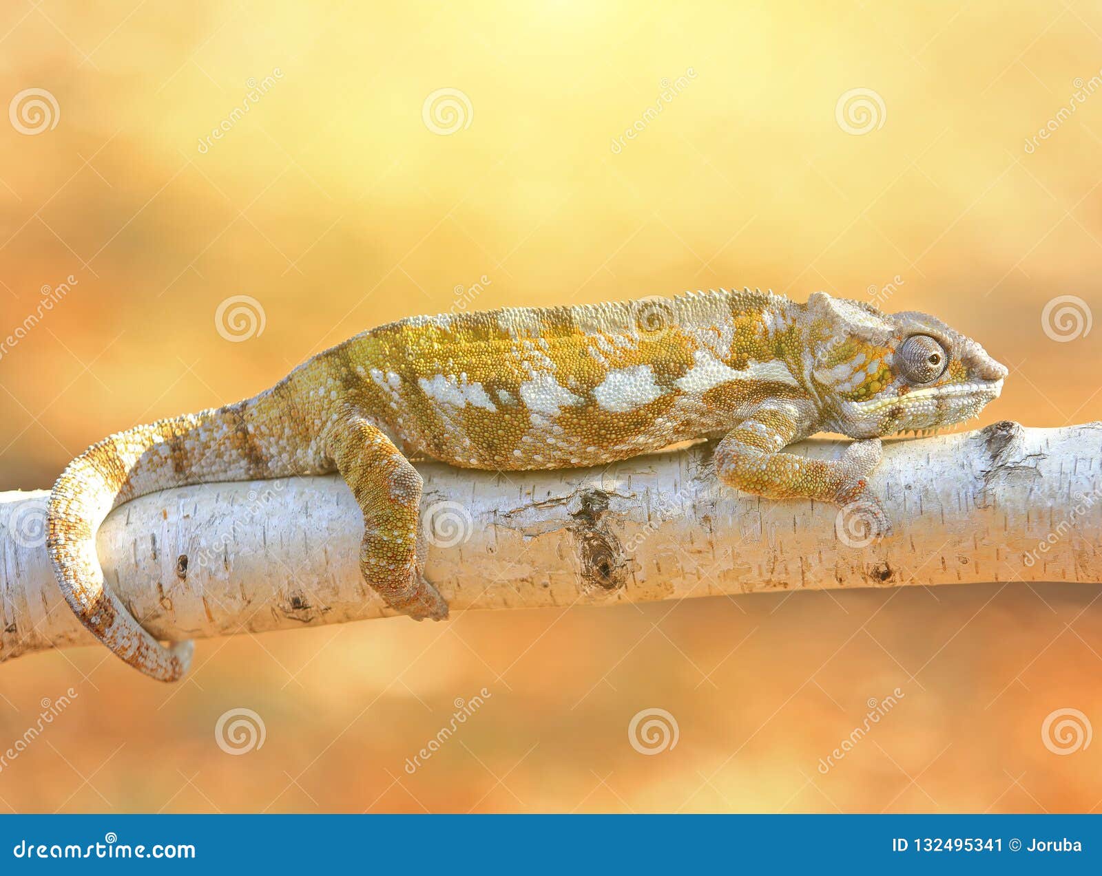 Resting leguan stock image. Image of outdoor, colorful - 132495341