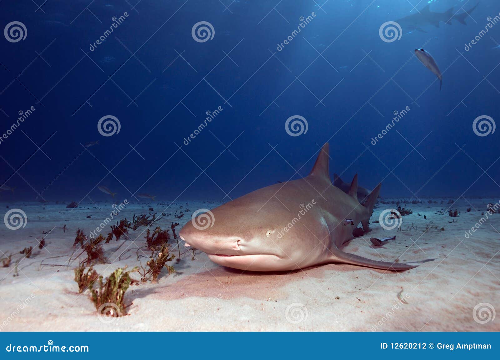 Resting Lemon Shark stock photo. Image of caribbean, creature - 12620212