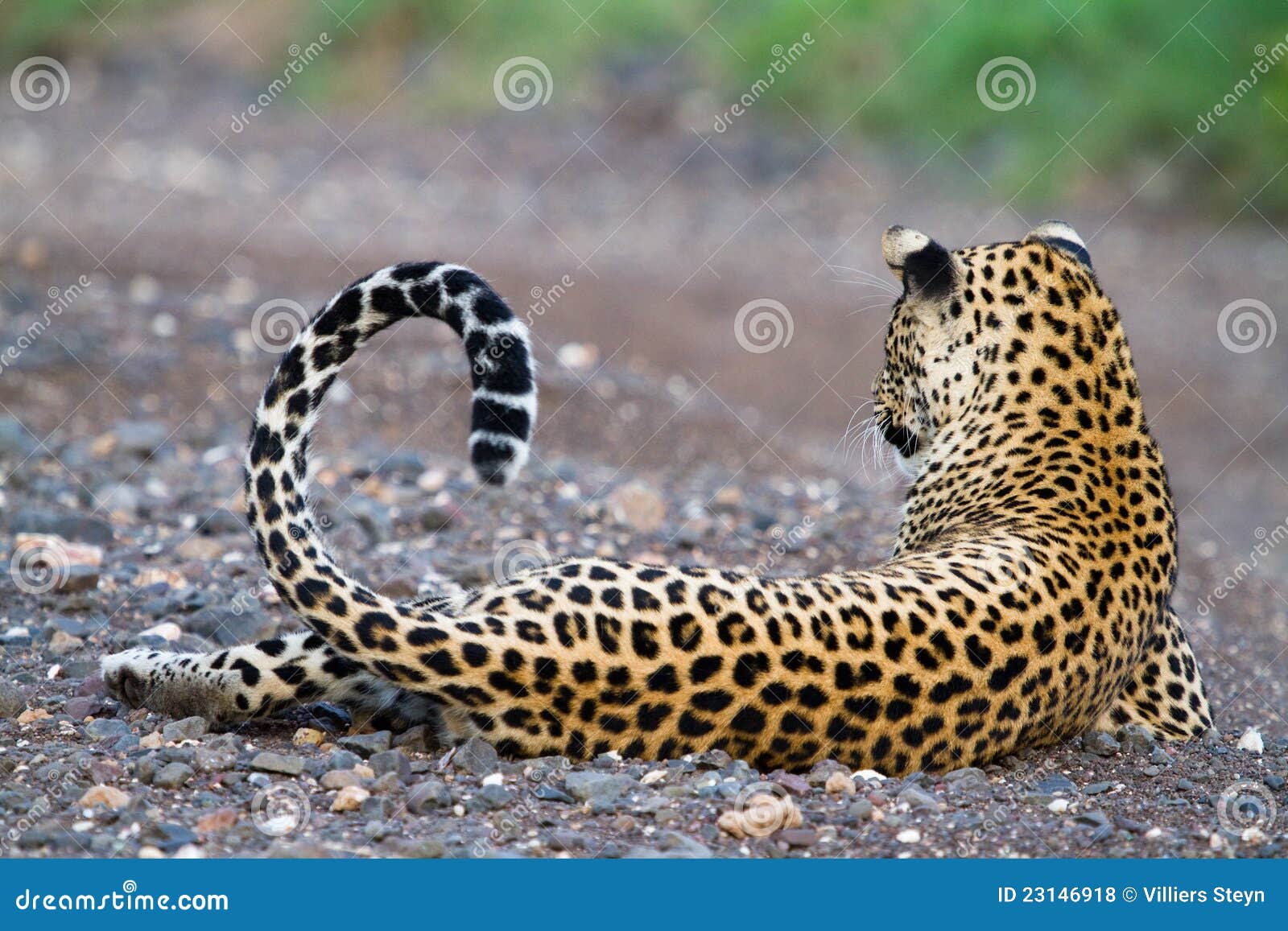 Resting leopard stock photo. Image of animal, tail, spots - 23146918