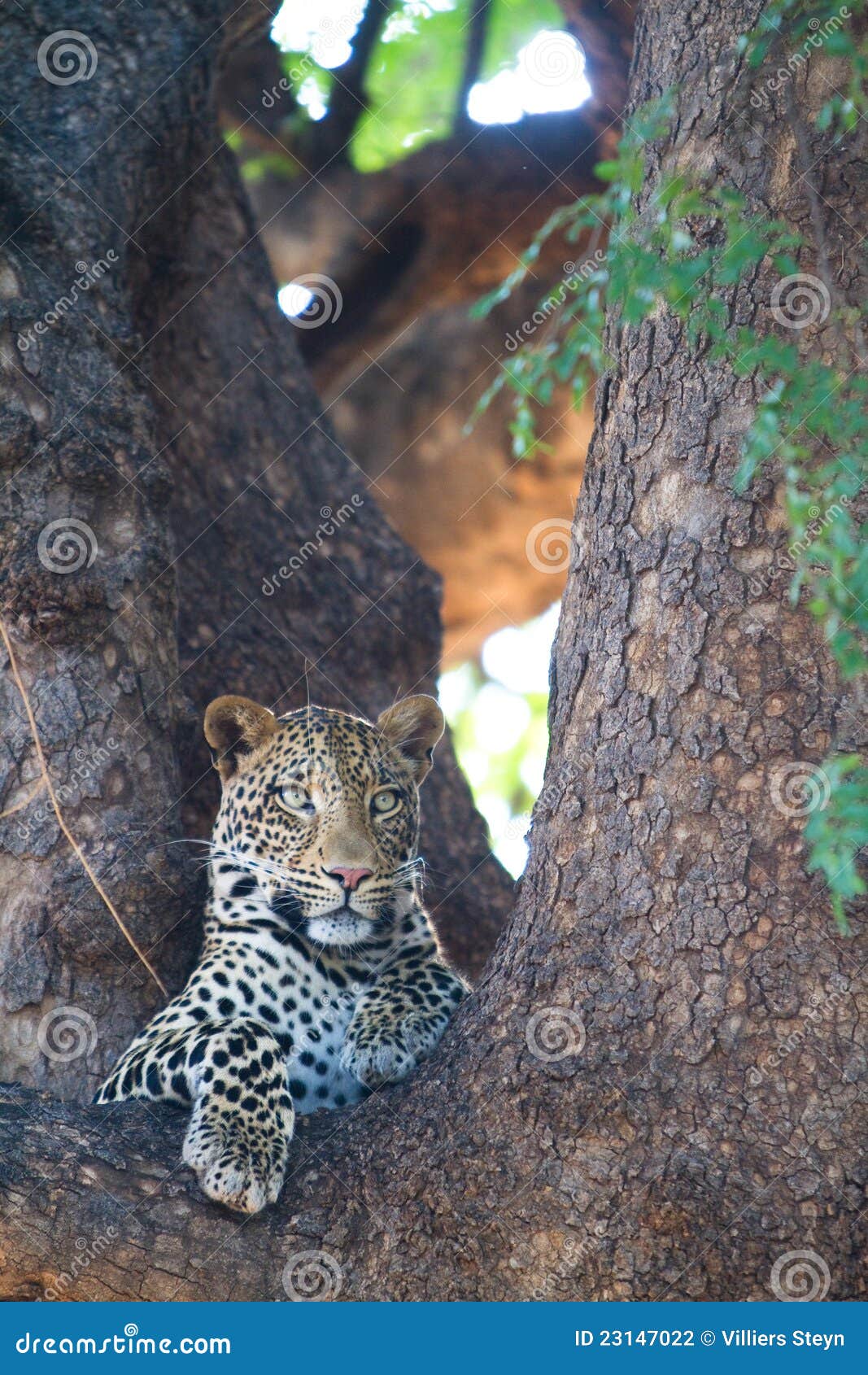 Resting leopard stock photo. Image of branches, leopard - 23147022