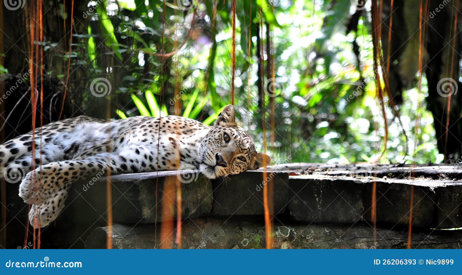Resting Leopard stock image. Image of feline, leopard - 26206393