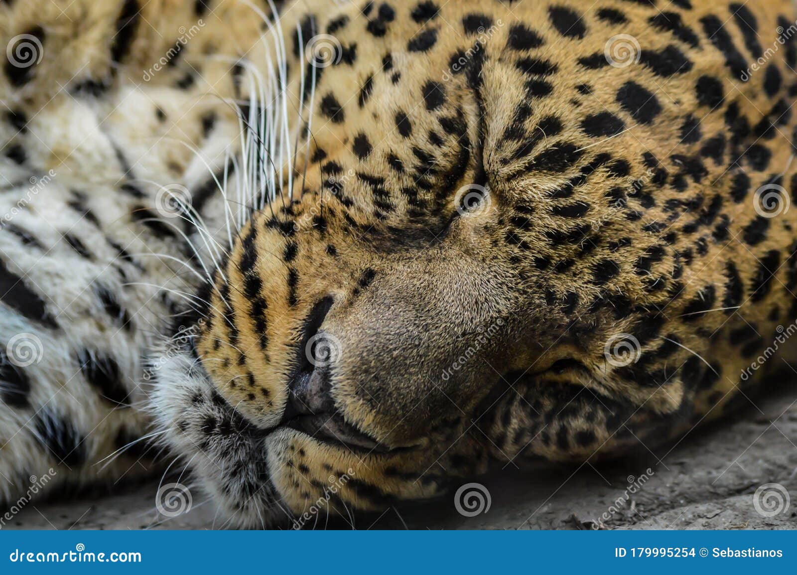 Resting Leopard Close Up Portrait Stock Photo - Image of head, face ...