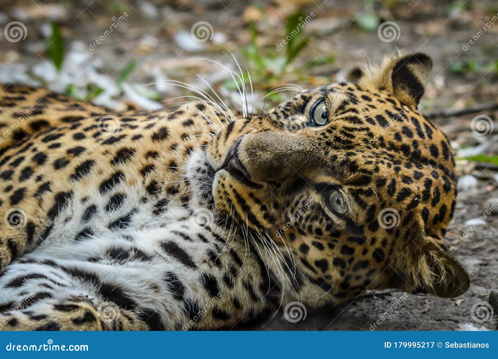 Resting Leopard Close Up Portrait Stock Image - Image of attentive ...