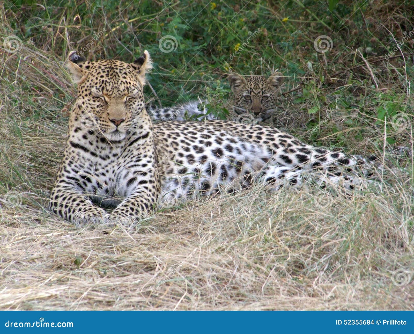 Resting leopard stock photo. Image of dotted, bush, spotted - 52355684