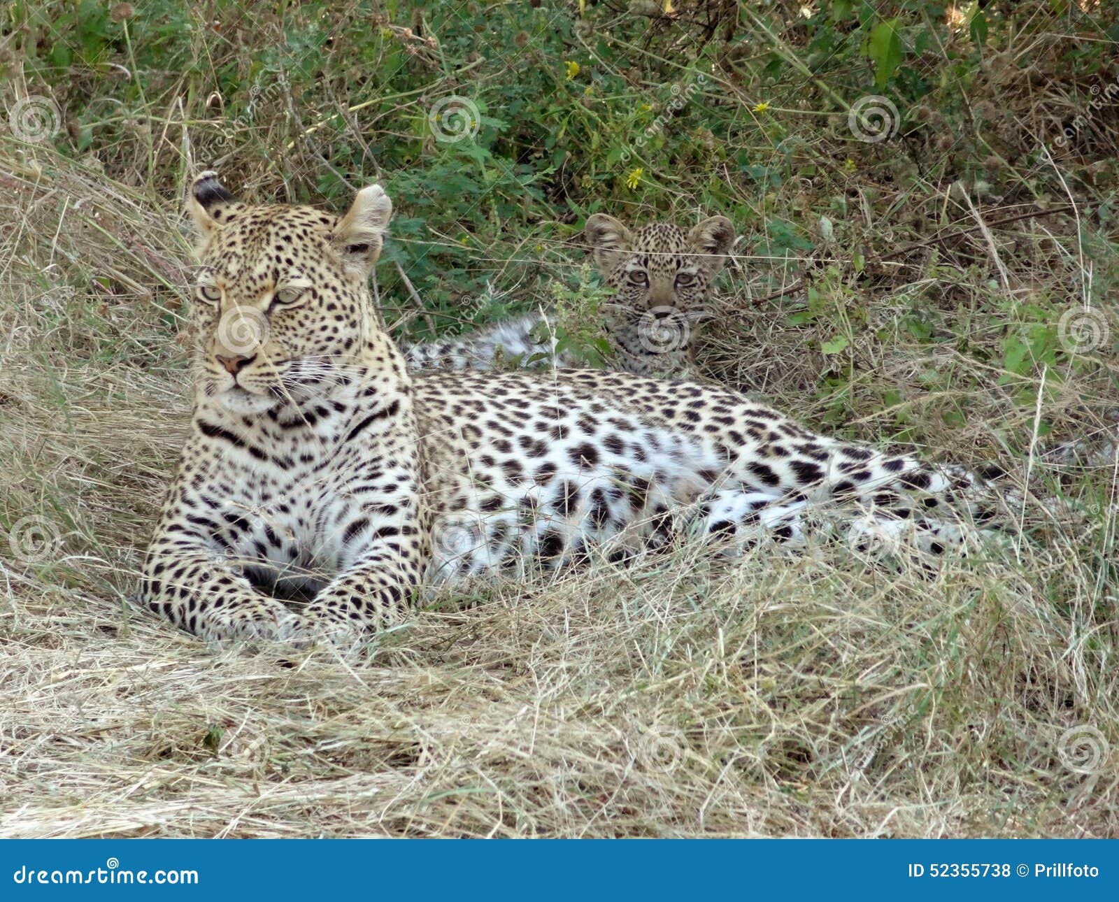 Resting leopard stock photo. Image of moremi, panthera - 52355738